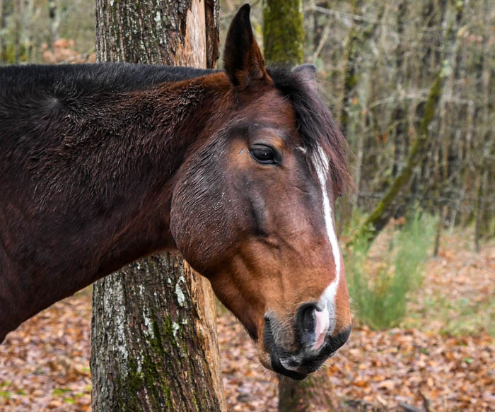 Cushing’s Disease - BAHVS